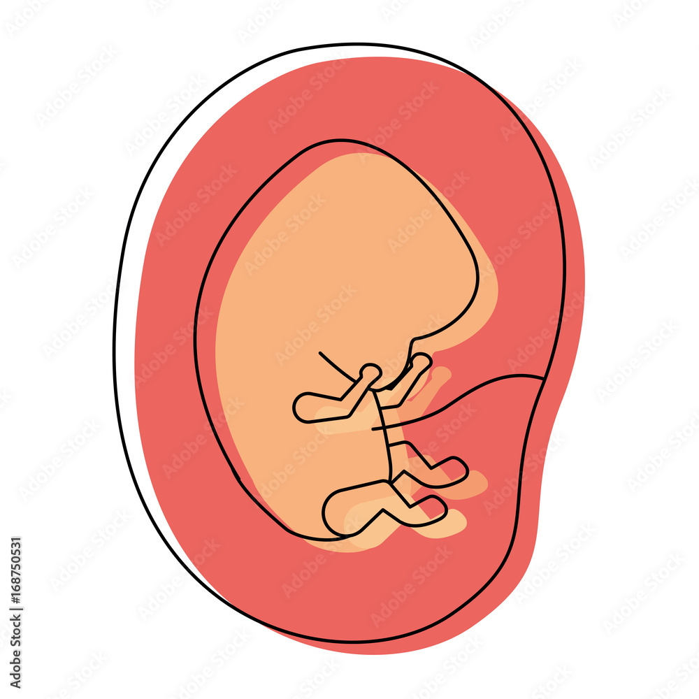 watercolor painted silhouette of side view fetus human embryo growth in ...