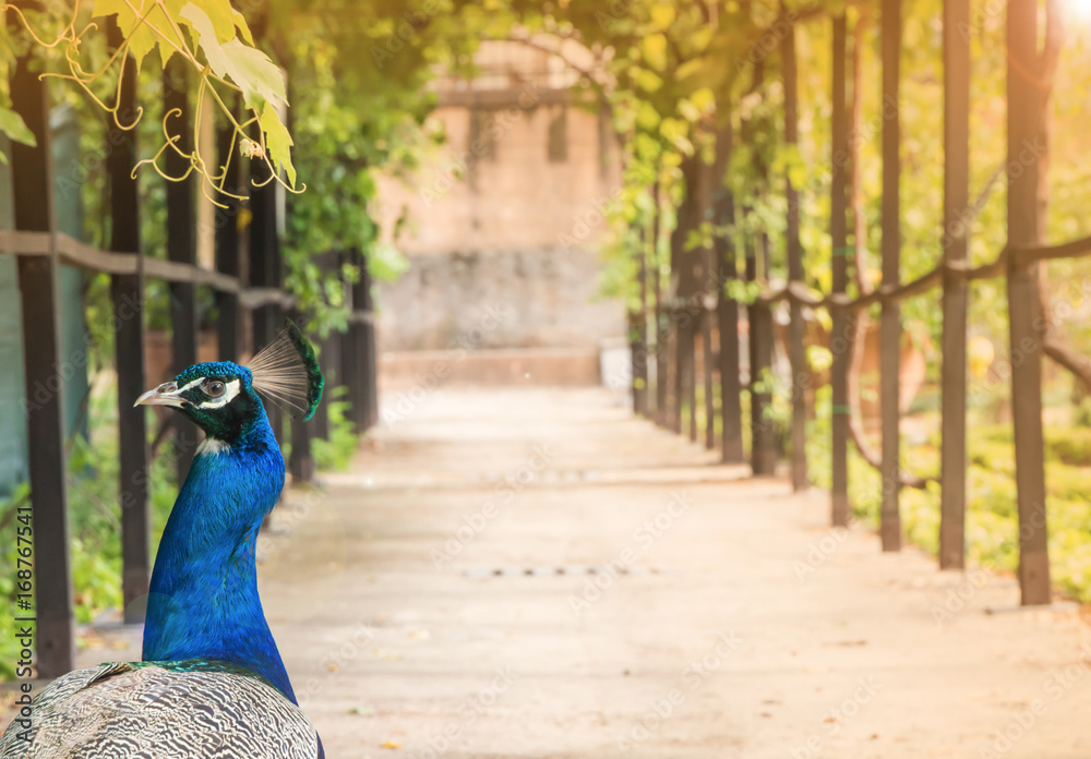 Portrait of a beautiful peacock in nature park, photo of wild animals ...
