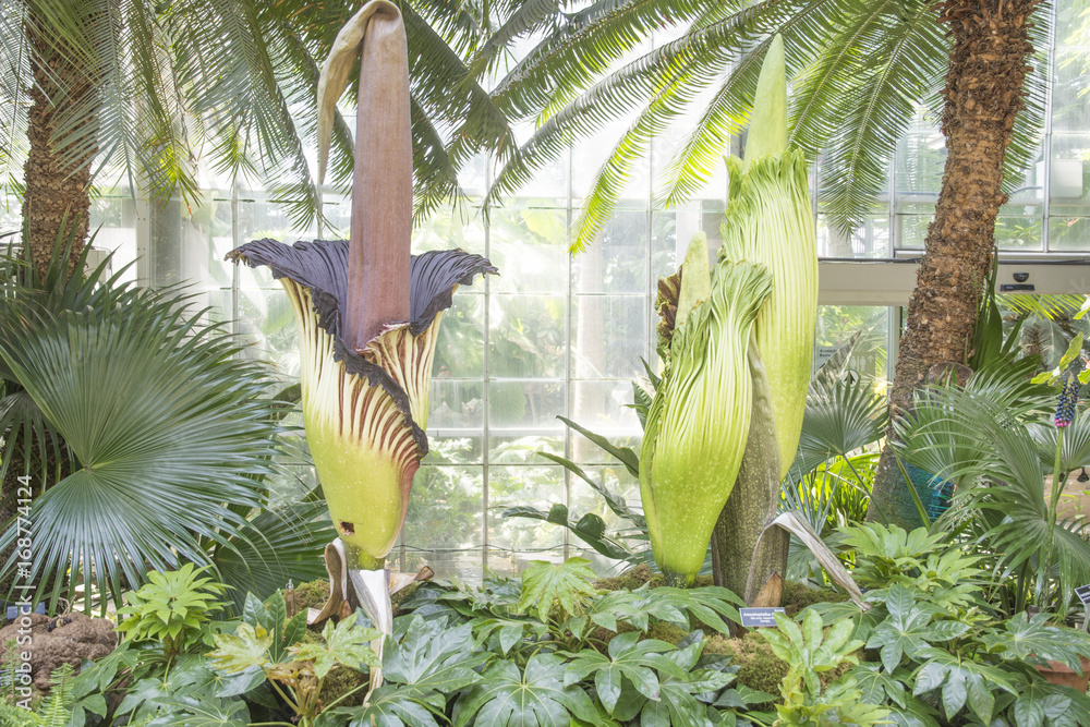 Corpse flowers in bloom, and nearly in bloom, at the U.S. Botanic ...