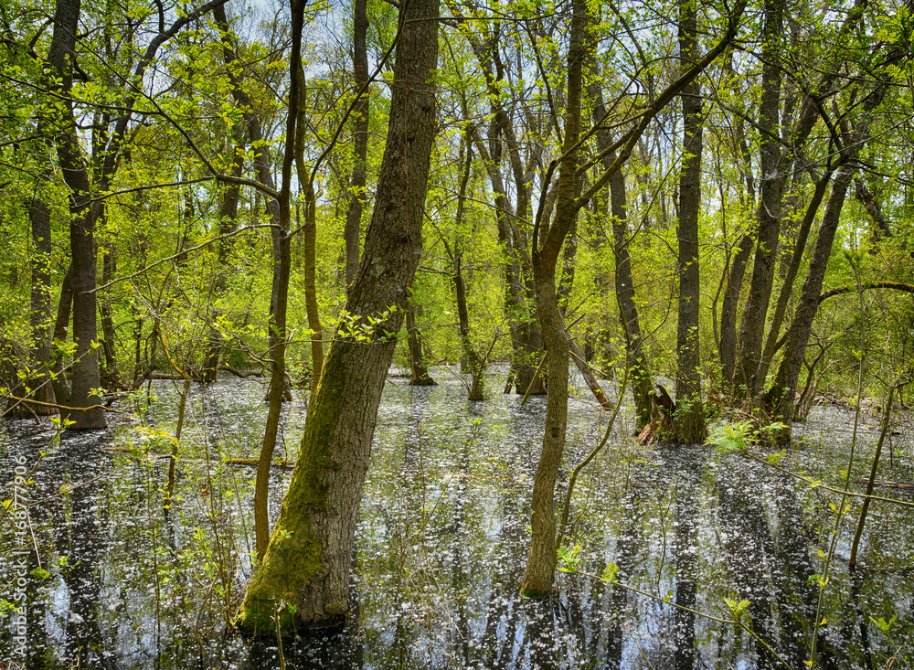 Old Letea Forest, amazing tourist attraction in Danube Delta, Romania ...