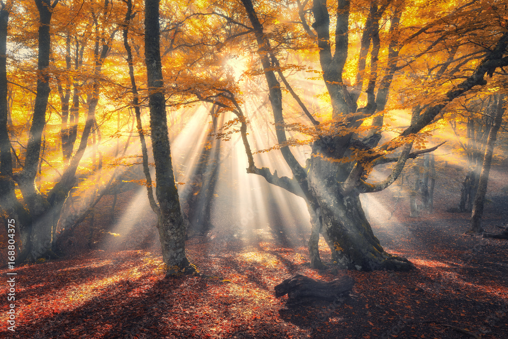 Symbolic Meaning Of Forest