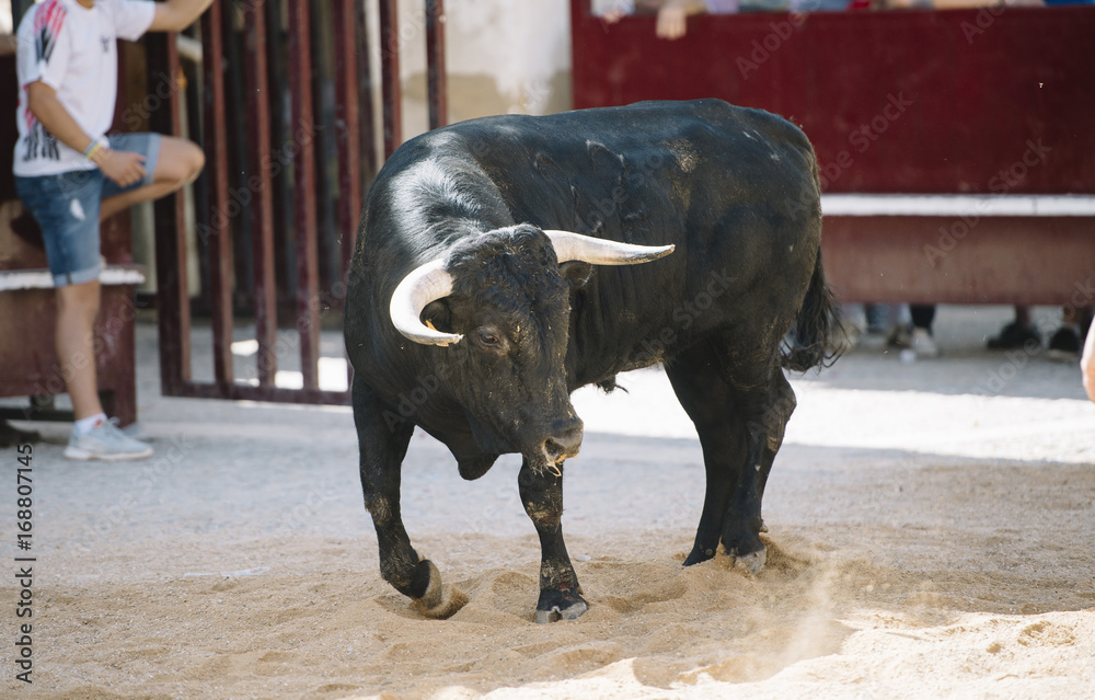 black bull on the sand Stock Photo | Adobe Stock