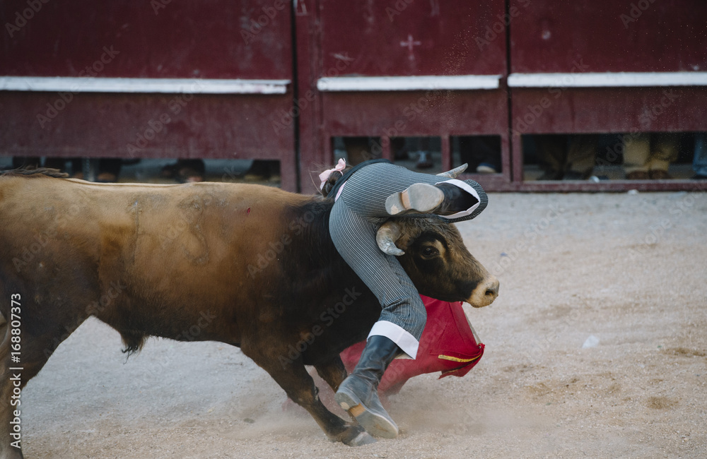 Accident. Matador woman Fighting in a typical Spanish Bullfight Stock ...
