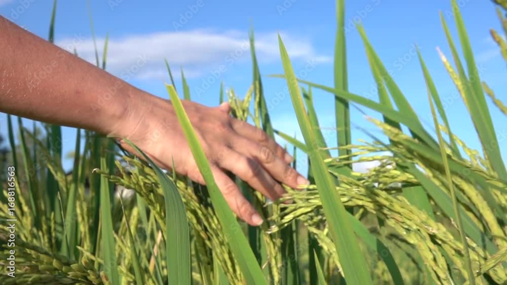 SLOW MOTION CLOSE UP DOF: Female hand touching beautiful rice plants in ...