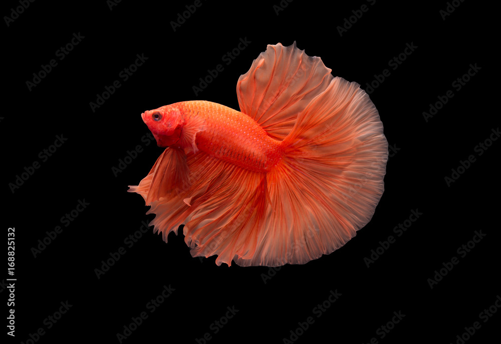 Red Rose Petal Betta