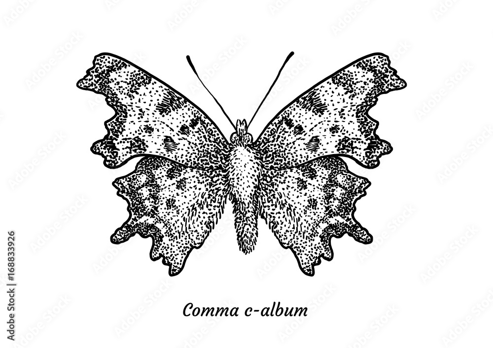 Comma butterfly illustration, drawing, engraving, ink, line art, vector ...