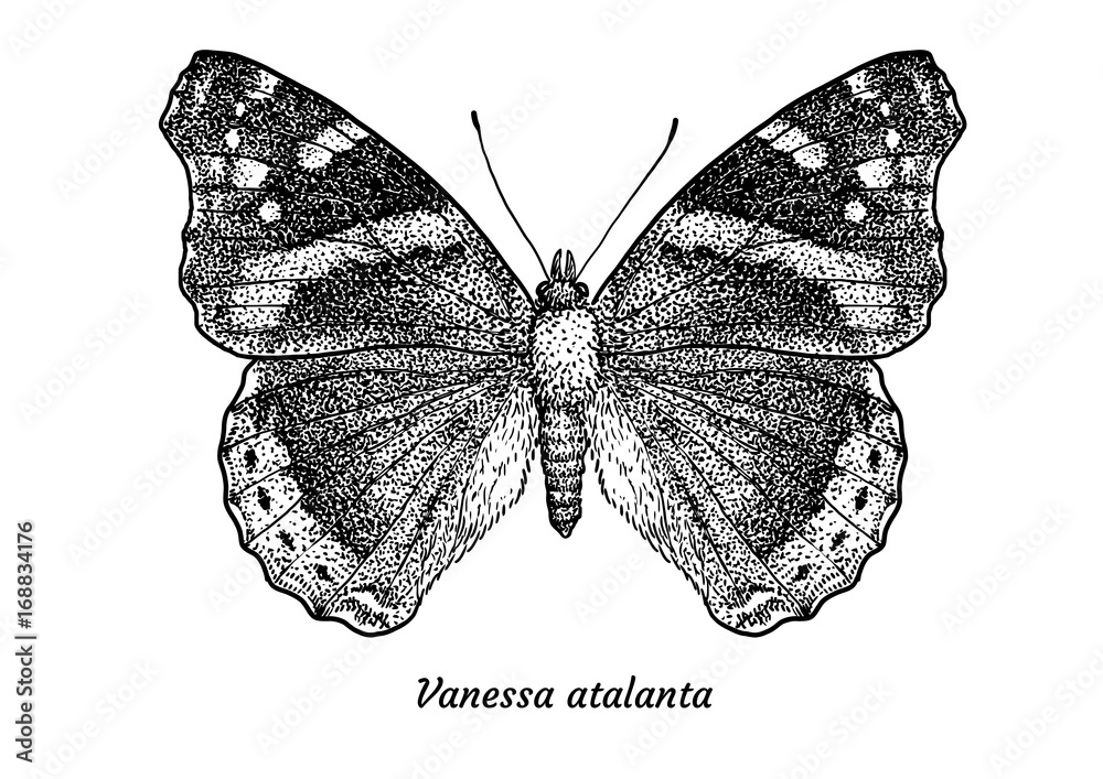 Red admiral butterfly illustration, drawing, engraving, ink, line art ...