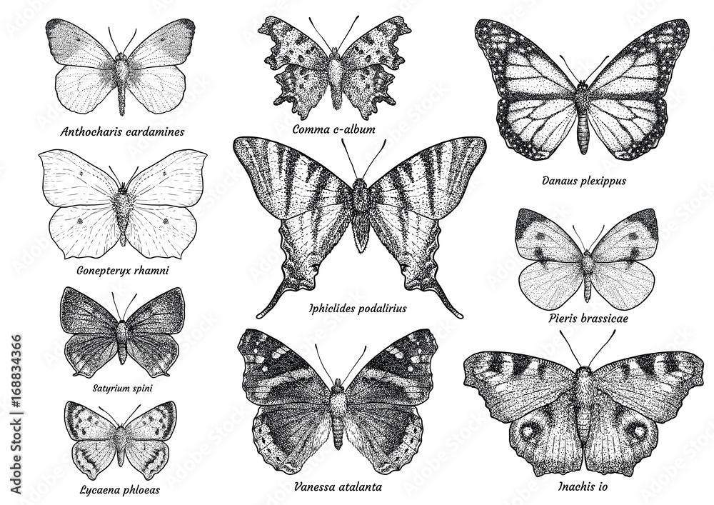 Butterfly collection, illustration, drawing, engraving, ink, line art ...