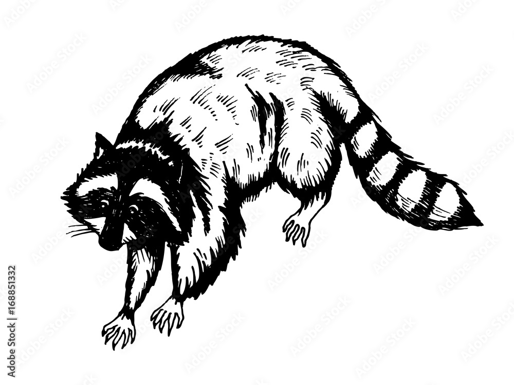 Raccoon engraving vector illustration Stock Vector | Adobe Stock