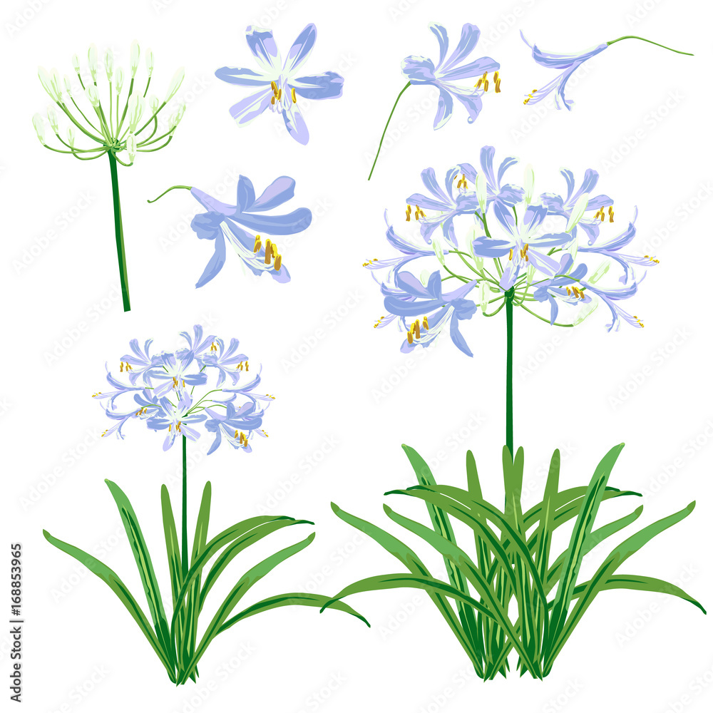 Agapanthus Flower Drawing