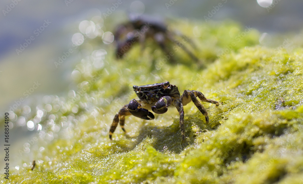 Sea crab on a rock. Close-up Stock Photo | Adobe Stock