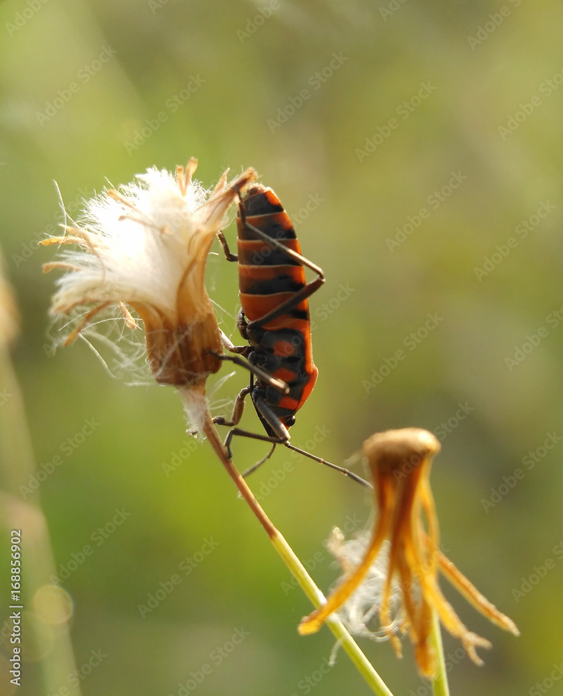 Macro photography of mating insects with blur background Stock Photo ...