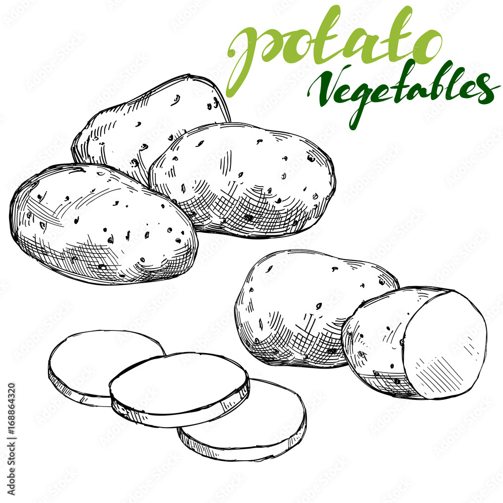 agriculture, potatoes vegetable set hand drawn vector illustration ...