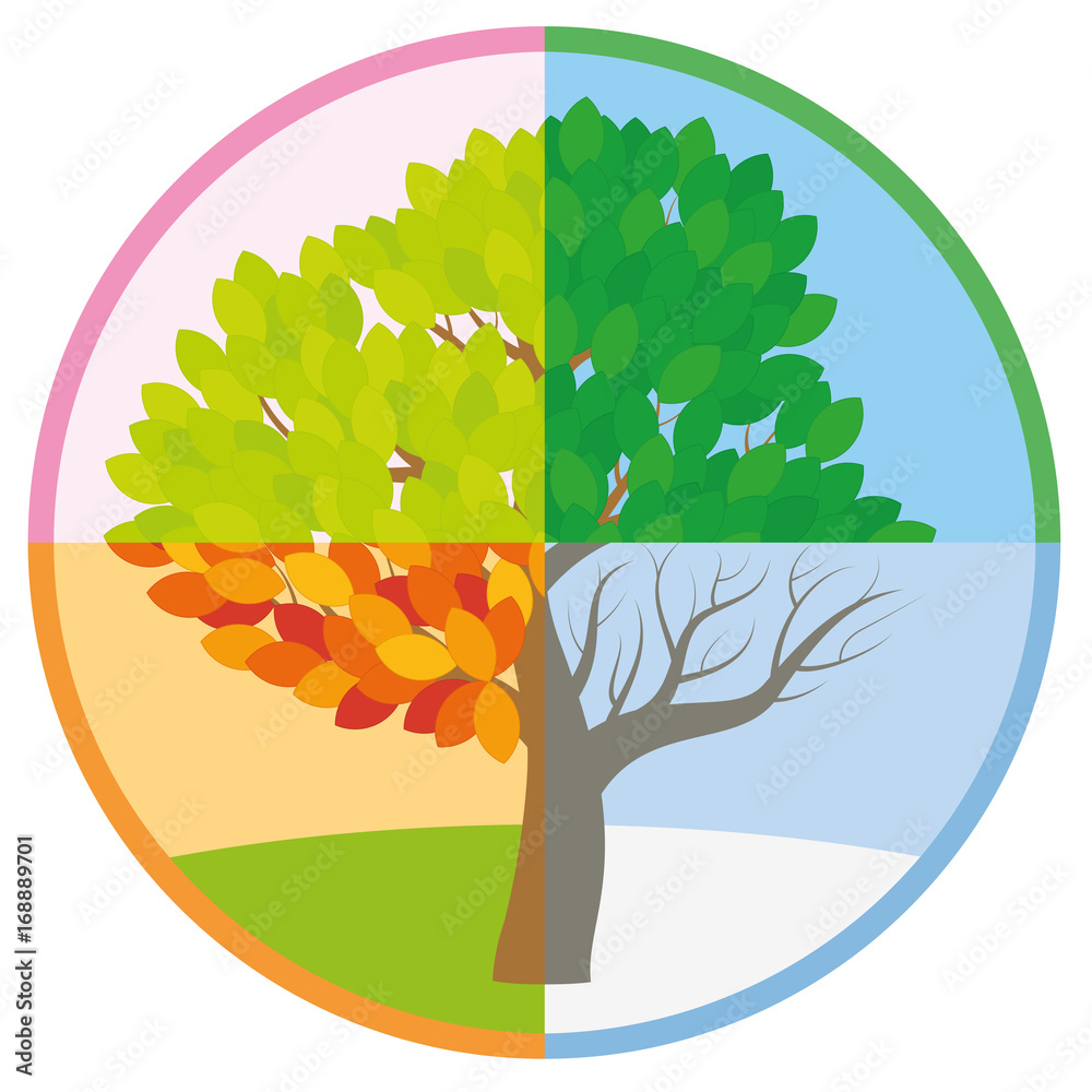 Four seasons tree in spring, summer, fall and winter arranged in a ...