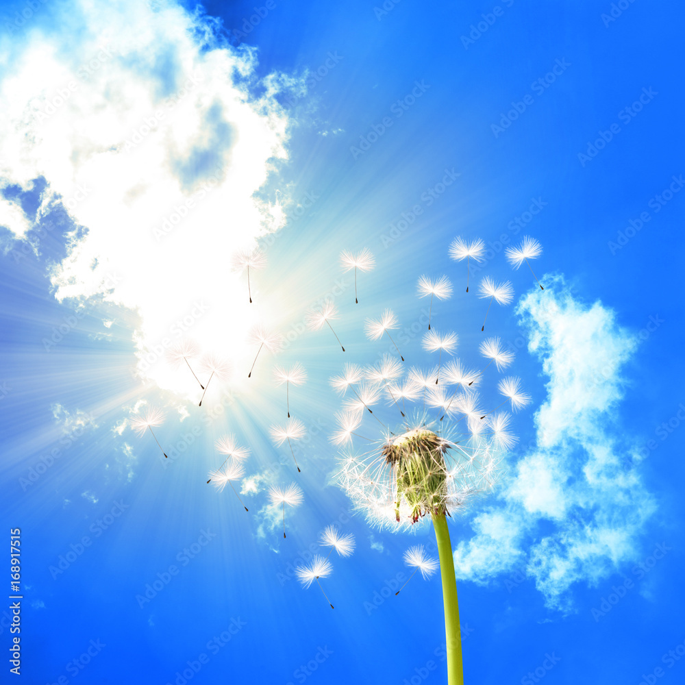 Schöne Pusteblume foto de Stock | Adobe Stock
