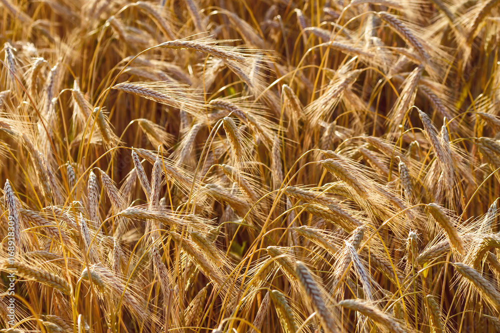 Spelt (Triticum spelta), also known as dinkel wheat or hulled. Cereal ...