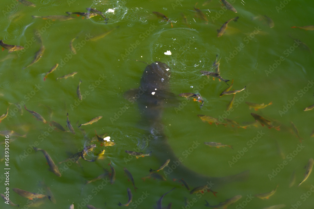Fish catfish and ide live in ponds to cool the Chernobyl nuclear power ...
