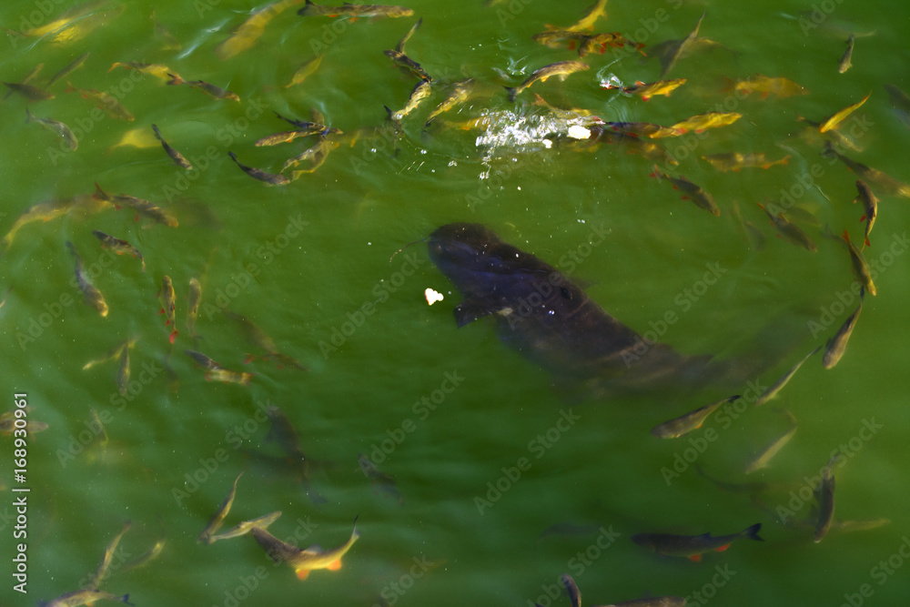 Chernobyl Radioactive Fish