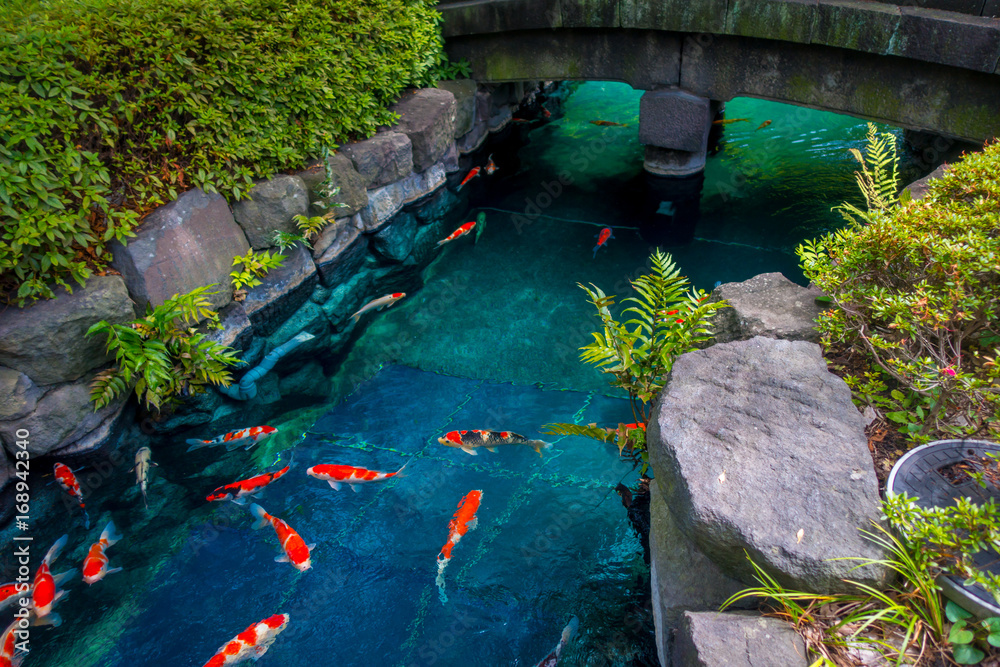Beautiful koi fish swimming in pong in a small river, pond surrounded ...