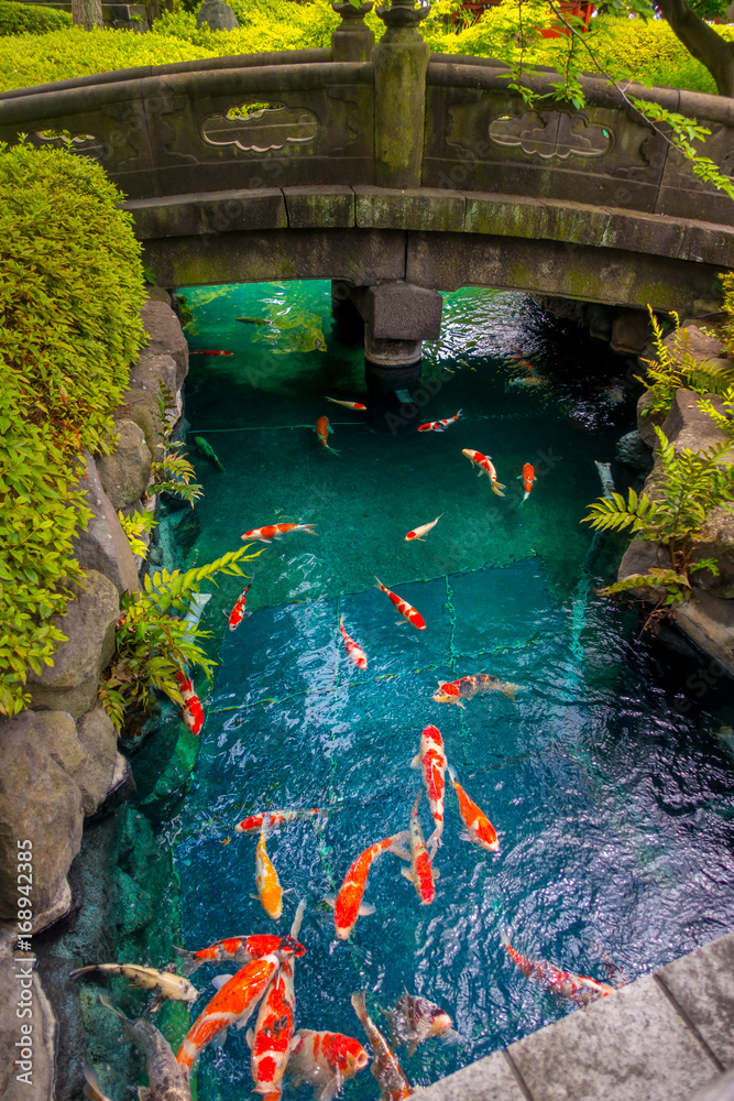 Beautiful koi fish swimming in pong in a small river, pond surrounded ...