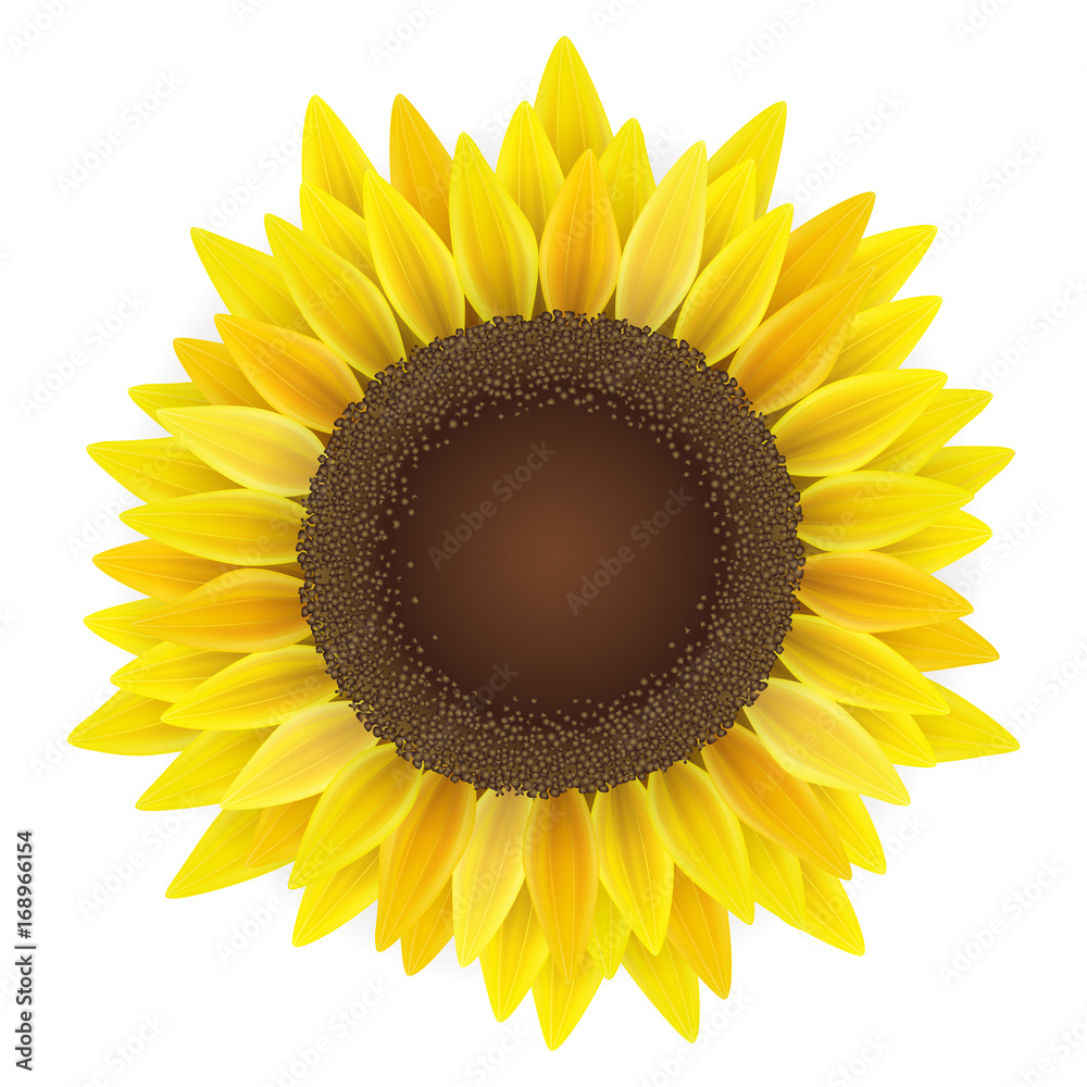 Sunflower Vector Illustration