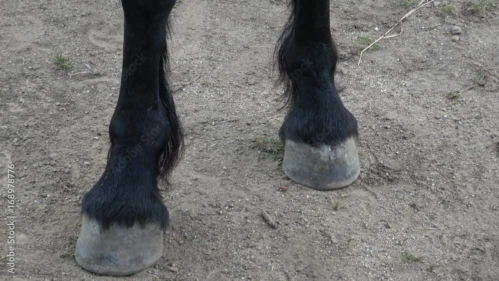 Horse's hoof on the ground. Close up of horse hooves on the sand ...