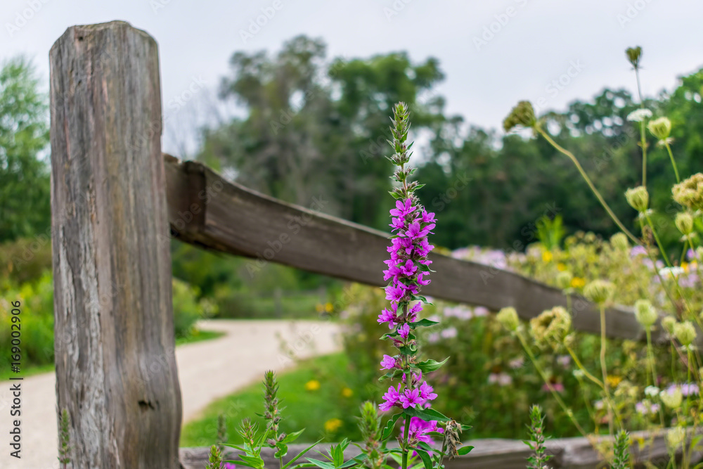 Prairie path with beautiful native wildflowers Stock Photo | Adobe Stock