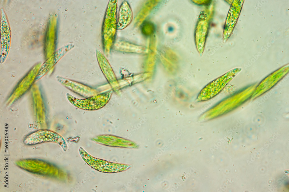 Euglena is a genus of single-celled flagellate Eukaryotes under ...