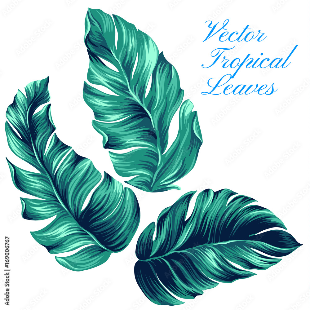 3 vector palm leaves Stock Vector | Adobe Stock