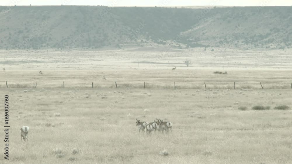 Pronghorn in a grass valley. Also known as amarican Antelope. Shot on a ...