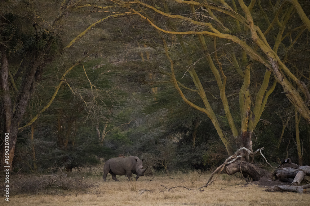 Nashorn durchstreift den Buschwald Stock Photo | Adobe Stock