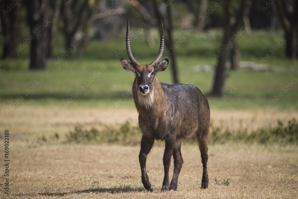 Wasserbock durchstreift den Buschwald Stock Photo | Adobe Stock