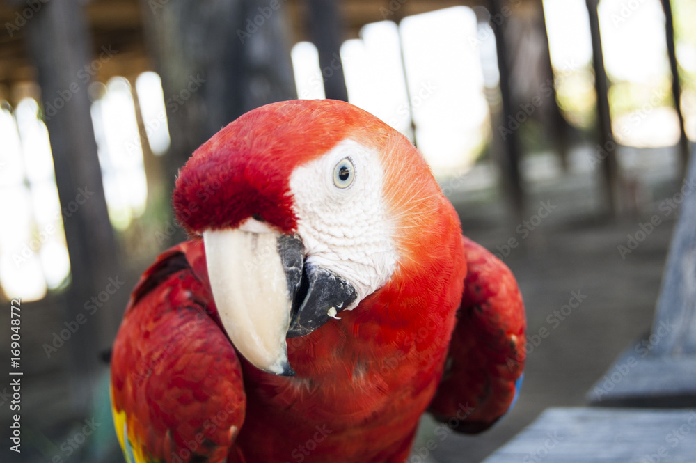 Gorgeous Scarlet macaws amazonian parrot intense red blue yellow orange ...