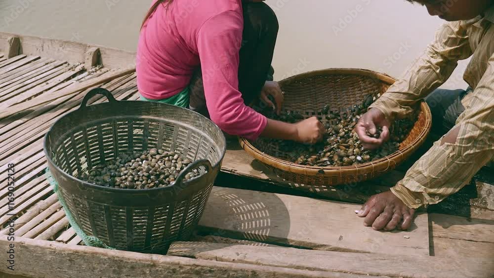 close up of clam diggers (husband and wife) sorting river clams out ...