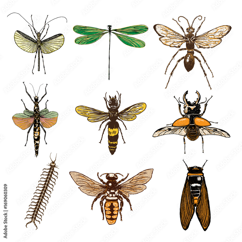 Set of insects bugs beetles and bees, fleas, many color species in ...