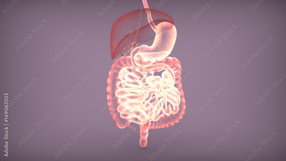3d illustration of digestive system anatomy Stock Illustration | Adobe ...