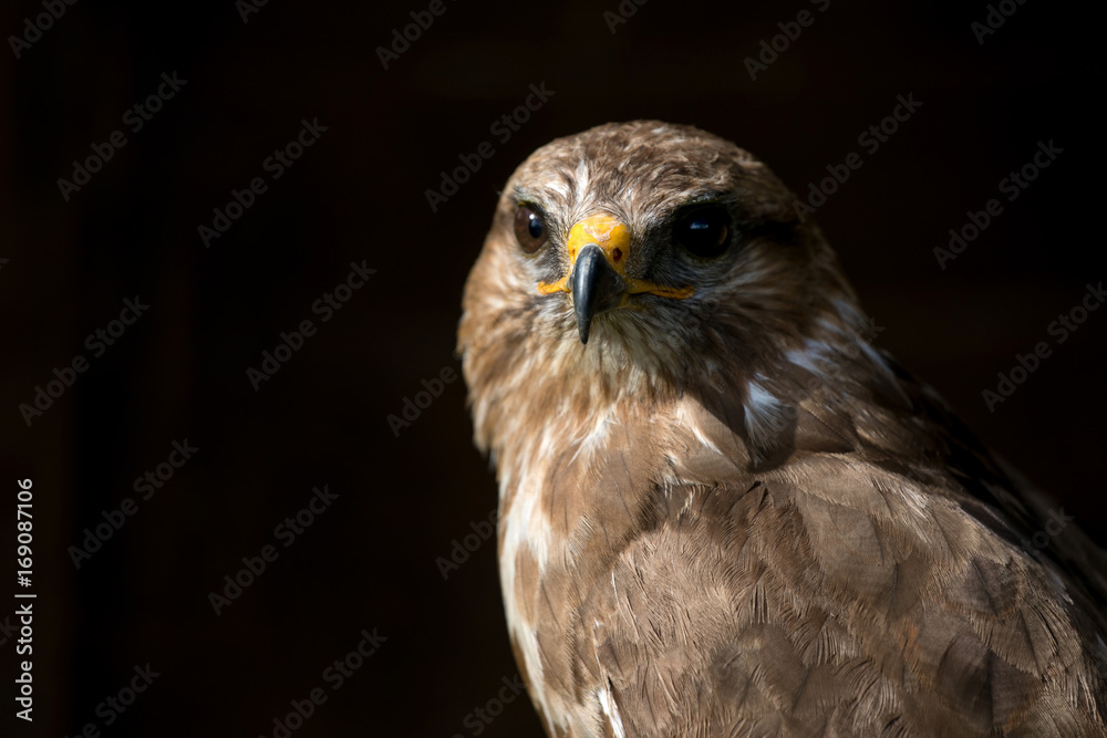 falcon, hawk Stock Photo | Adobe Stock
