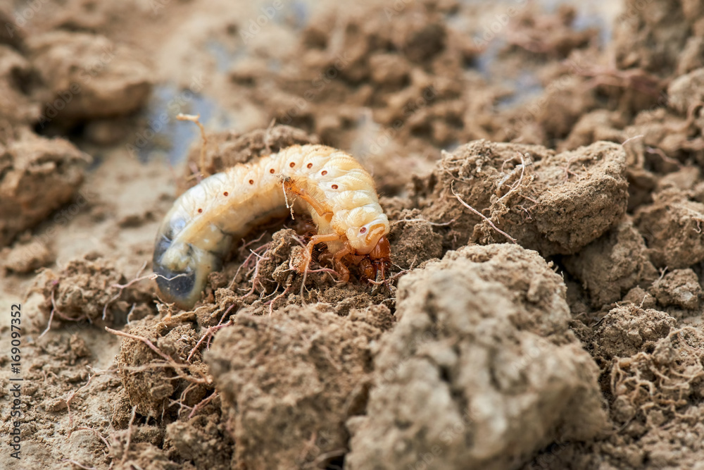The larvae of the May beetle Common Cockchafer or May Bug (Melolontha ...