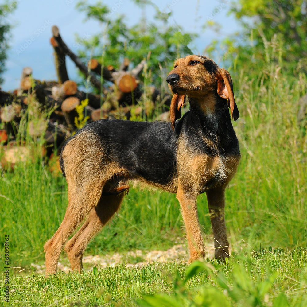 Are Segugio Italiano Puppies Lazy