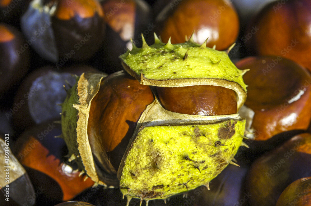 Kastanie Stock Photo | Adobe Stock