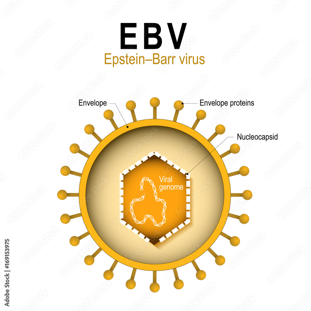 diagram of the structure of EBV Stock Vector | Adobe Stock