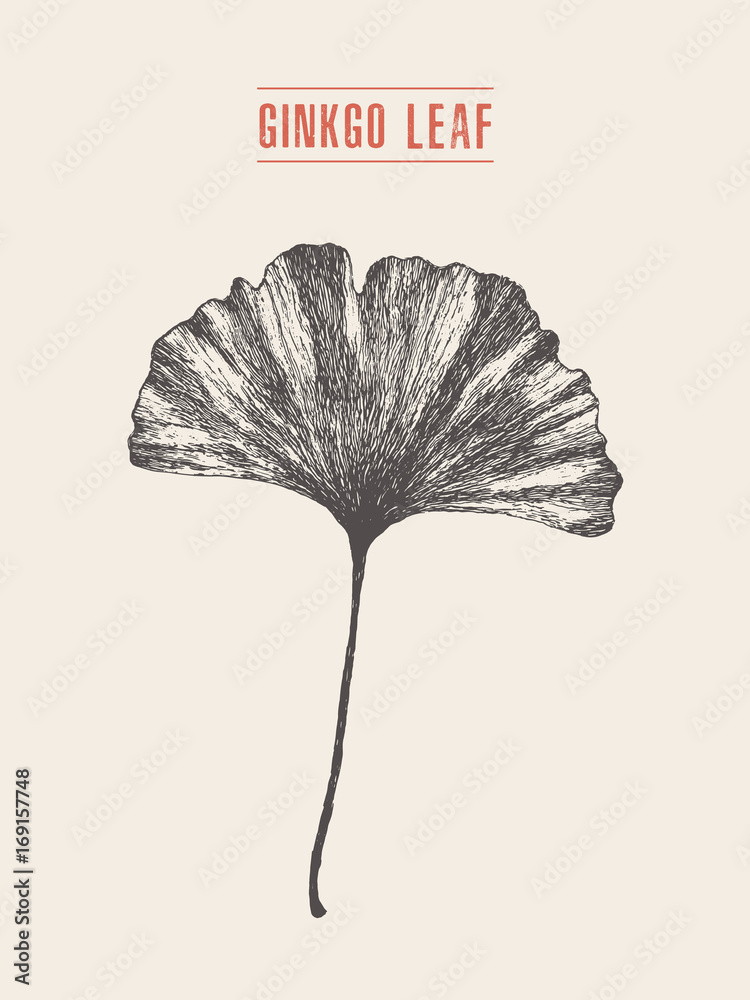 High detailed vector ginkgo leaf hand drawn sketch Stock Vector | Adobe ...