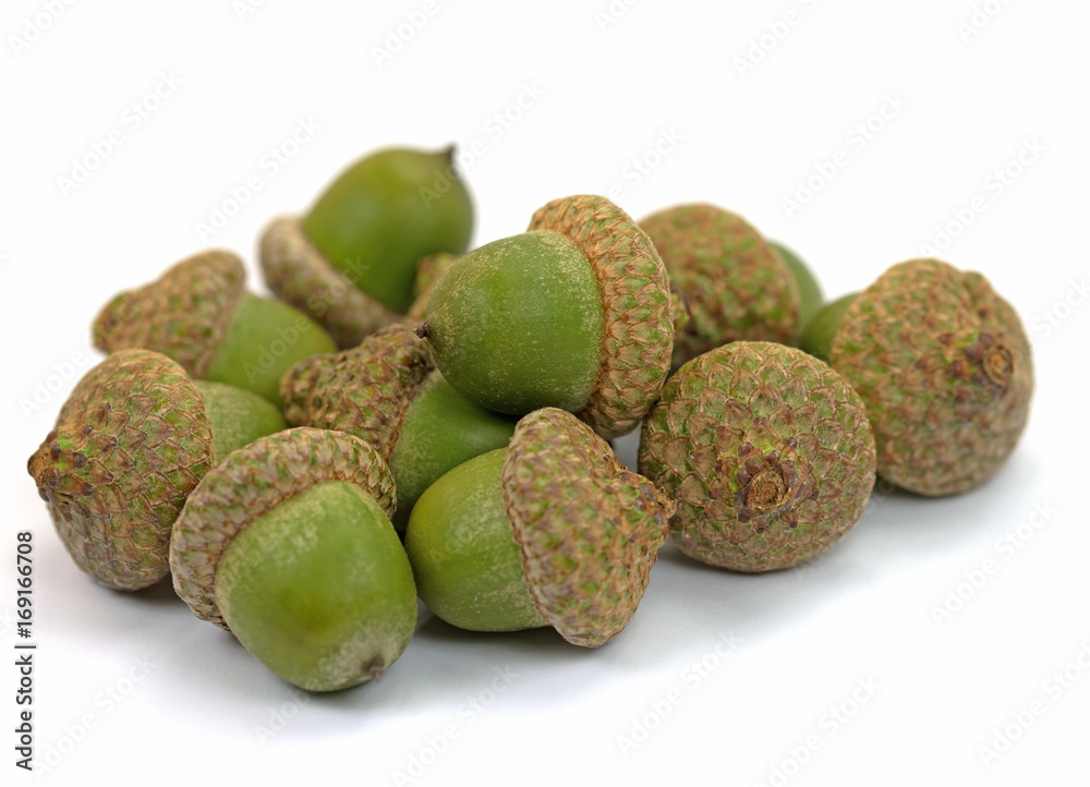 Eicheln, Sumpf-Eiche, Quercus palustris Stock Photo | Adobe Stock