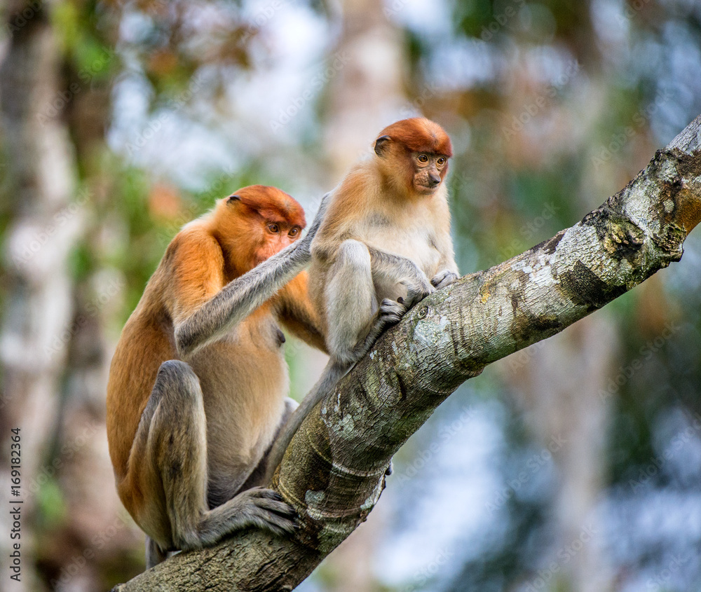 A female proboscis monkey (Nasalis larvatus) with a cub in a natural ...