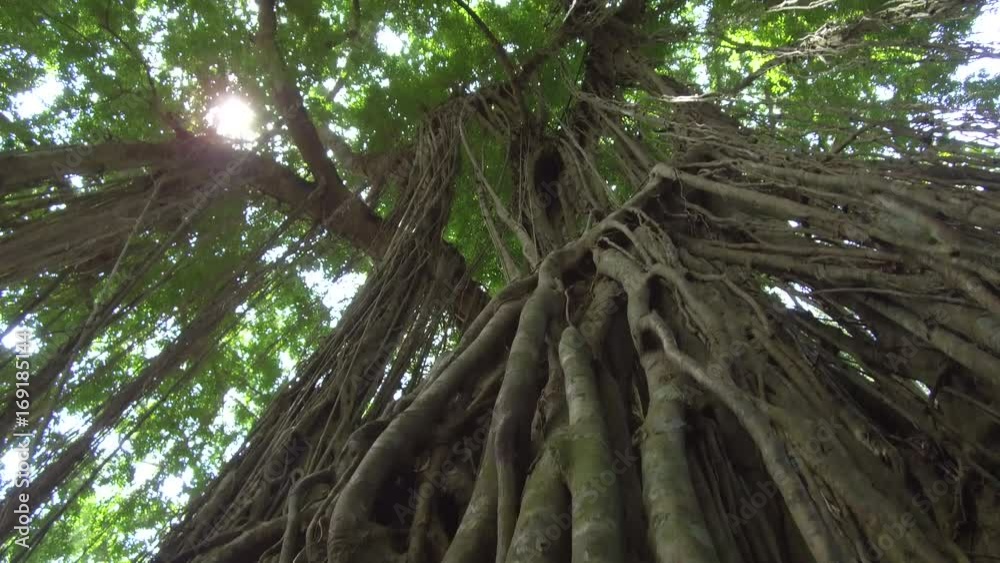 LOW ANGLE, CLOSE UP, LENS FLARE: Woody liana plants hanging from huge ...