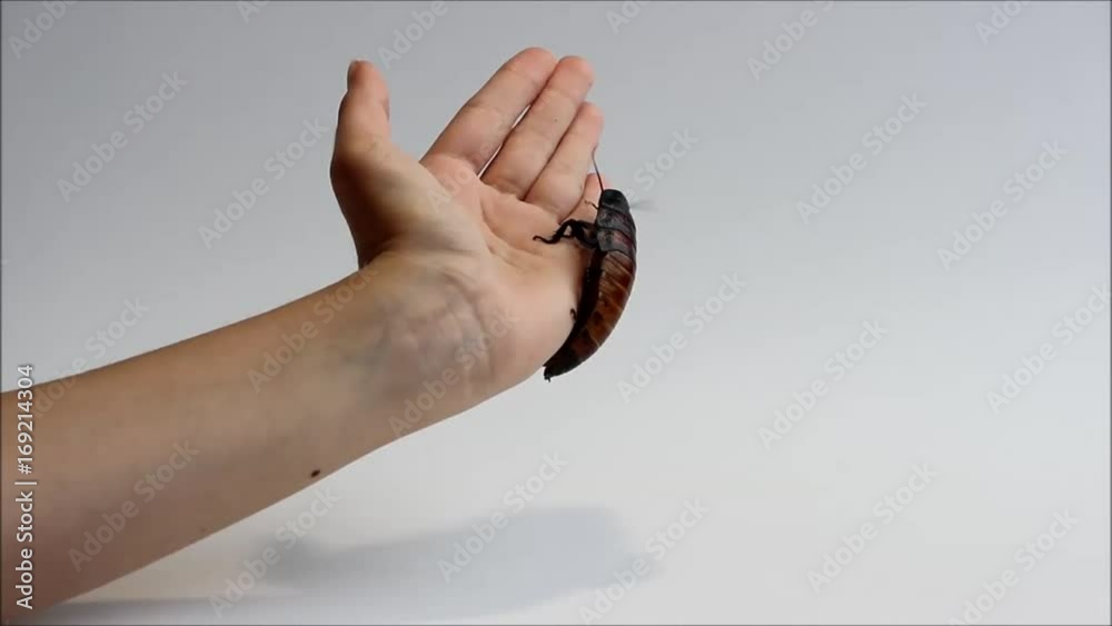 Madagascar hissing cockroach Gromphadorhina portentosa on hand on a ...