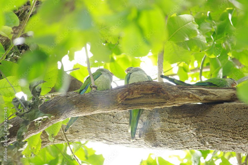 Pericos Stock Photo | Adobe Stock