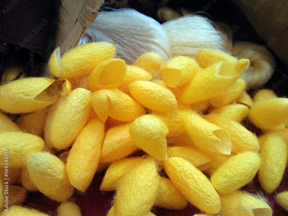 Cocoon of silkworm background and texture close up Stock Photo | Adobe ...