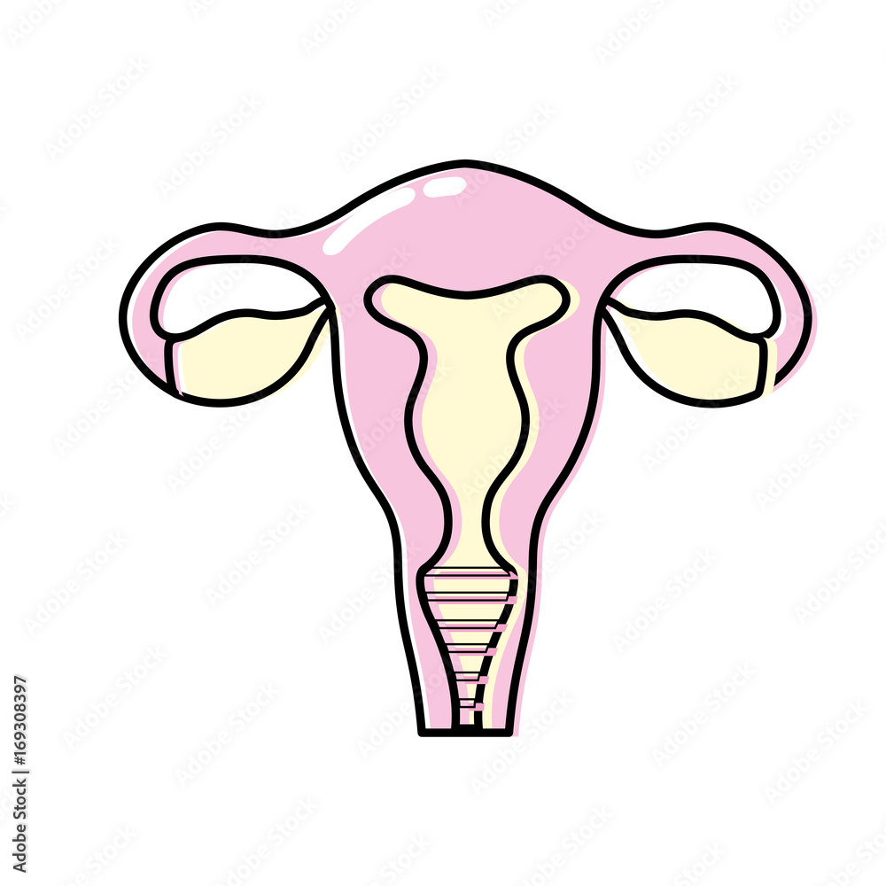 fallopian tubes with uterus to human anatomy Stock Vector | Adobe Stock