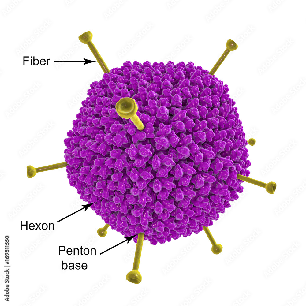 Structure of Adenovirus, a DNA-virus which causes respiratory and other ...